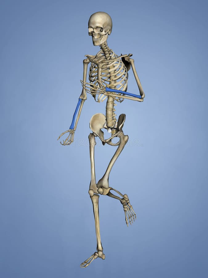 Radius, Human Skeleton, 3D Model Stock Illustration - Illustration of ...