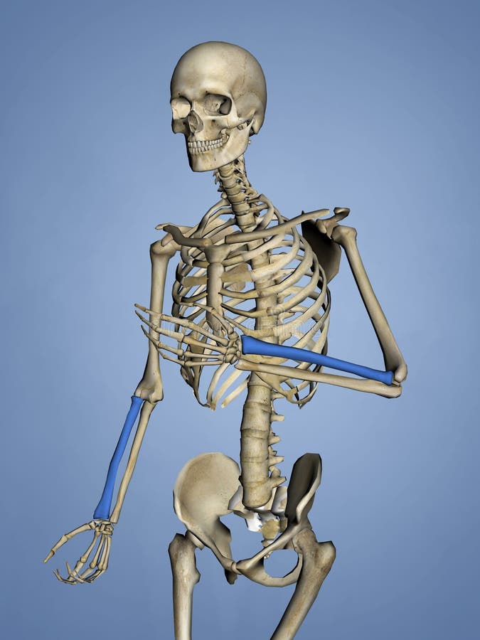 Radius, Human Skeleton, 3D Model Stock Illustration - Illustration of ...