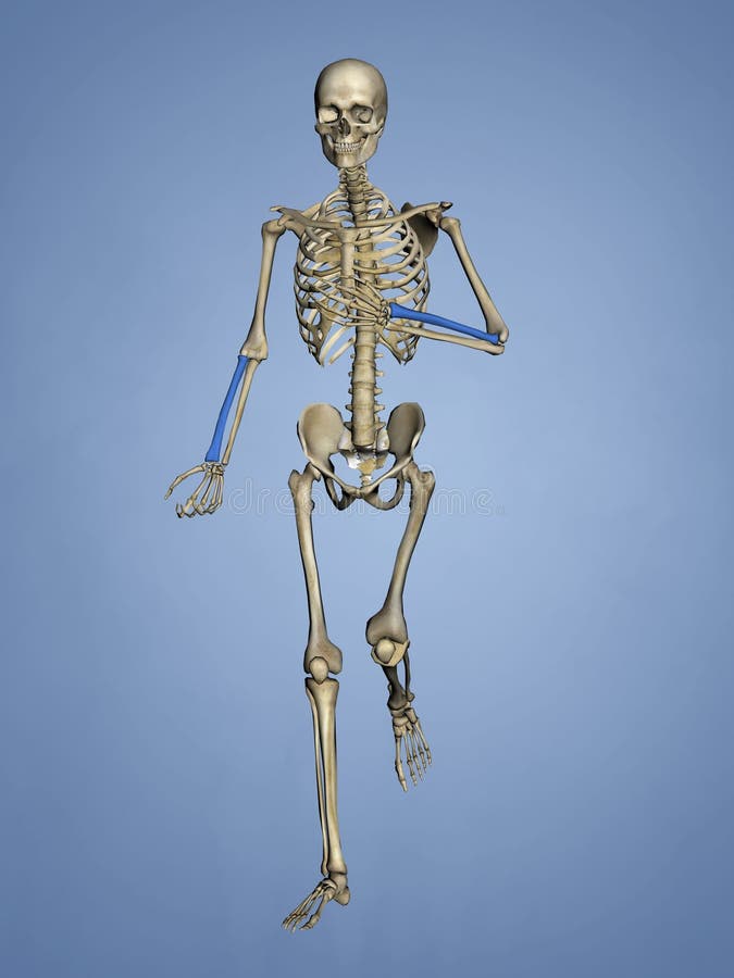 Radius, Human Skeleton, 3D Model Stock Illustration - Illustration of ...