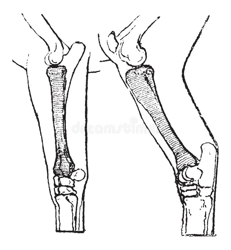 Radius and Tibia of a Horse, Vintage Engraving Stock Vector ...