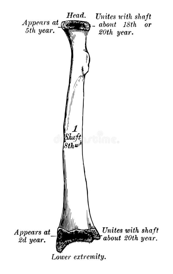 Radius Vintage Illustration Stock Vector - Illustration of drawing ...