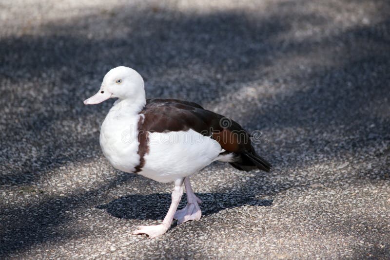 The Radjah Shelduck is a Brown and White Duck Stock Image - Image of ...