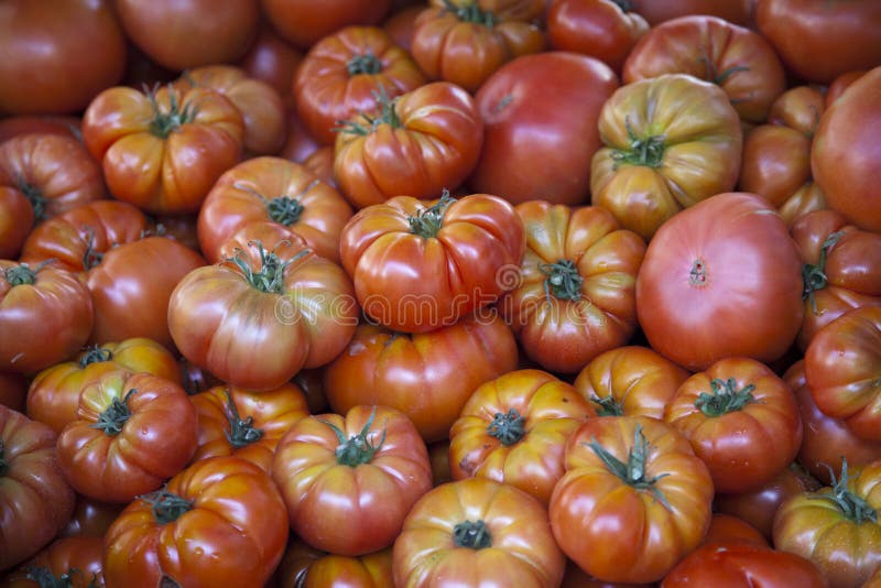 RAF Tomatoes stock image. Image of mallorca, solanum - 31445307