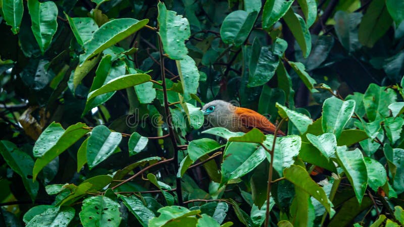 Raffles`s Malkoha Bird Perching Stock Photo - Image of fauna, lowland ...