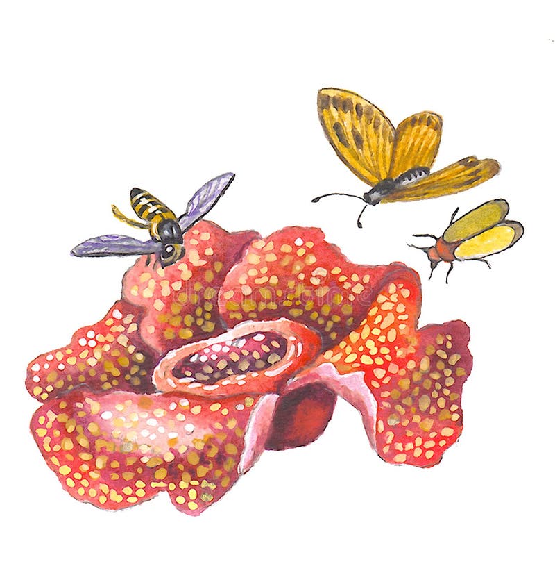 Rafflesia stock illustration. Illustration of musty, gigantic - 15739230