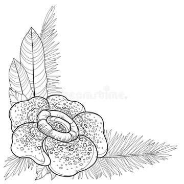 Rafflesia Stock Illustrations – 587 Rafflesia Stock Illustrations ...