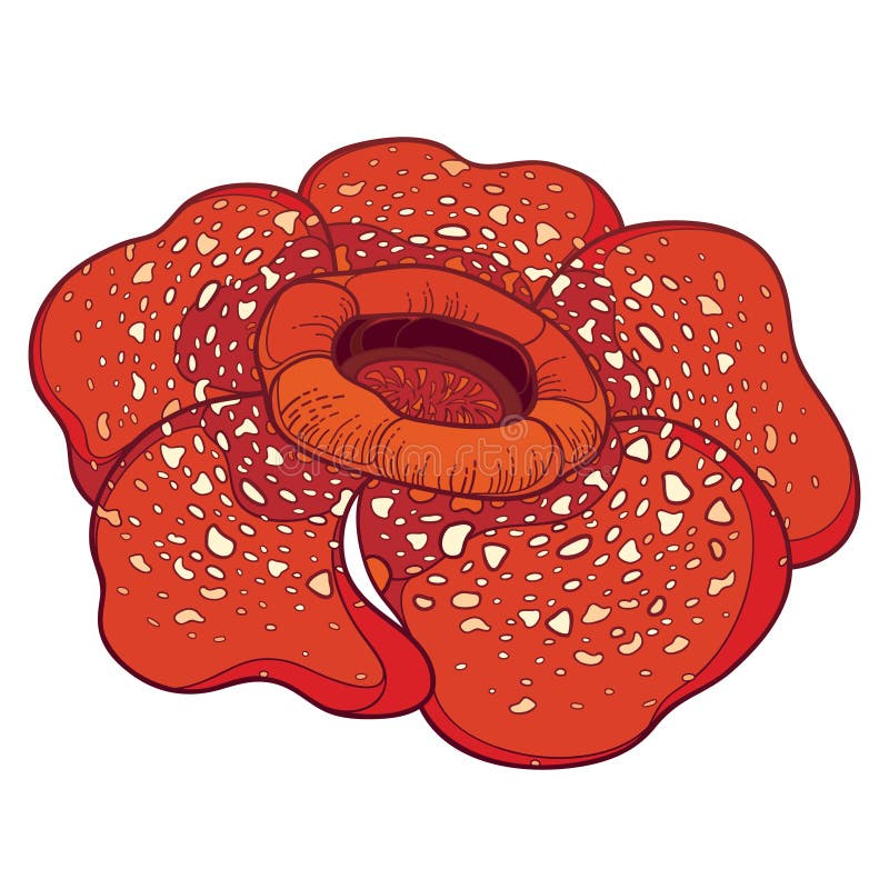 Flower Rafflesia Stock Illustrations – 464 Flower Rafflesia Stock ...