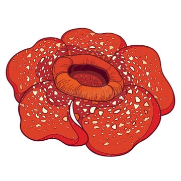 Rafflesia Stock Illustrations – 591 Rafflesia Stock Illustrations ...