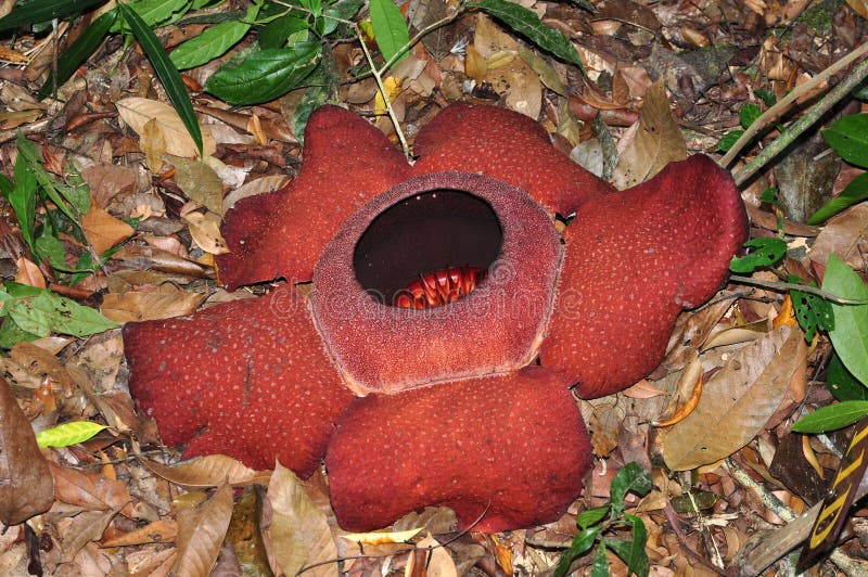 Rafflesia stock photo. Image of huge, plants, indonesia - 23838662