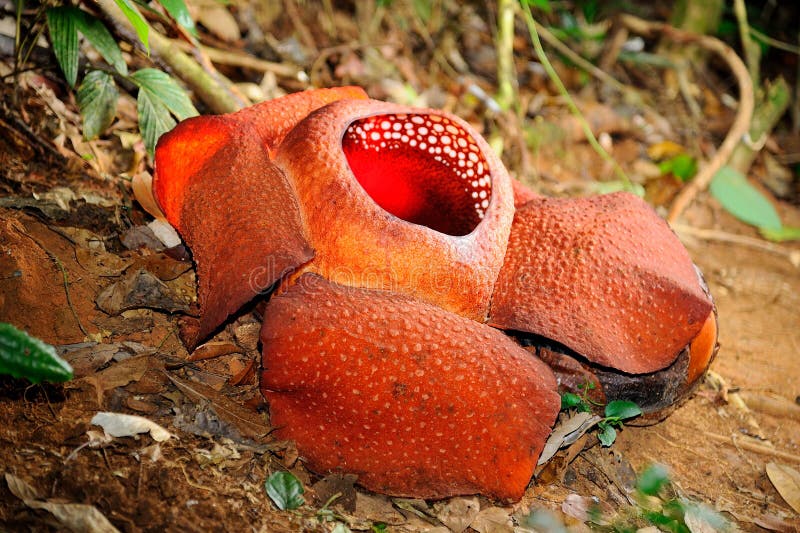 Rafflesia is the Biggest Flower in the World Stock Photo - Image of ...