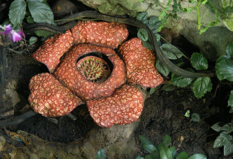 Rafflesia stock image. Image of giant, asia, borneo, plants - 521087