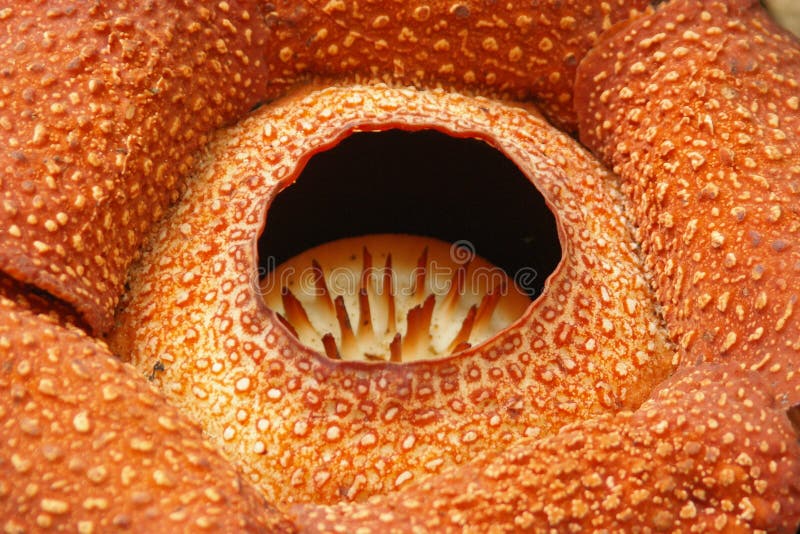Rafflesia Keithii flower stock image. Image of rafflesia - 93380499