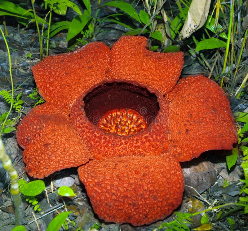 Rafflesia is the Biggest Flower in the World Stock Photo - Image of ...