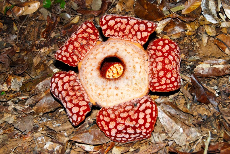 Rafflesia Keithii flower stock image. Image of rafflesia - 93380499