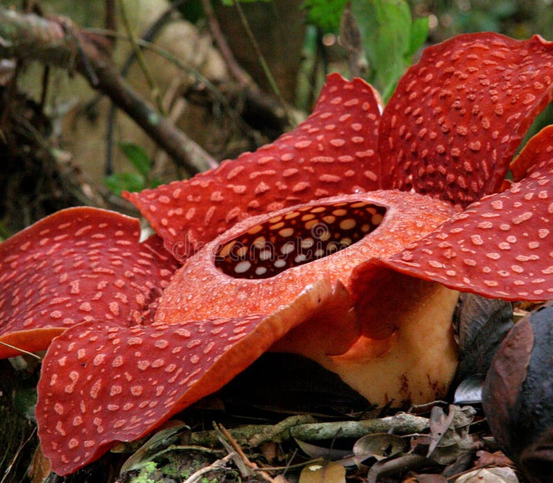 Rafflesia, Die Größte Blume In Der Welt Dieses Spezies Gelegen In Ranau ...