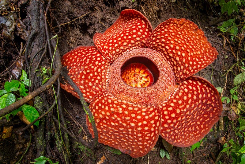 Rafflesia, Die Größte Blume In Der Welt Dieses Spezies Gelegen In Ranau ...