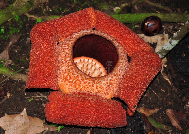 Rafflesia stock image. Image of borneo, flavoured, biggest - 14793945