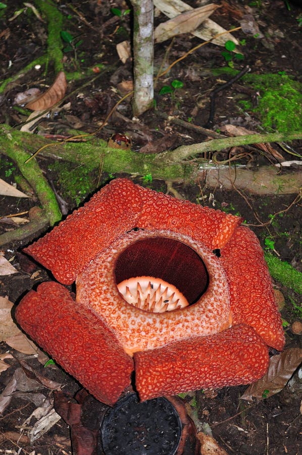 Rafflesia flower stock image. Image of petals, plant - 37528539