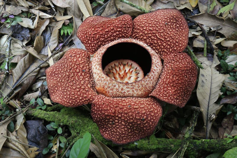 Rafflesia stock photo. Image of dreamstime, selection - 97994592