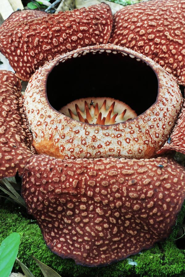 Rafflesia arnoldi stock photo. Image of smell, park, scent - 23838768