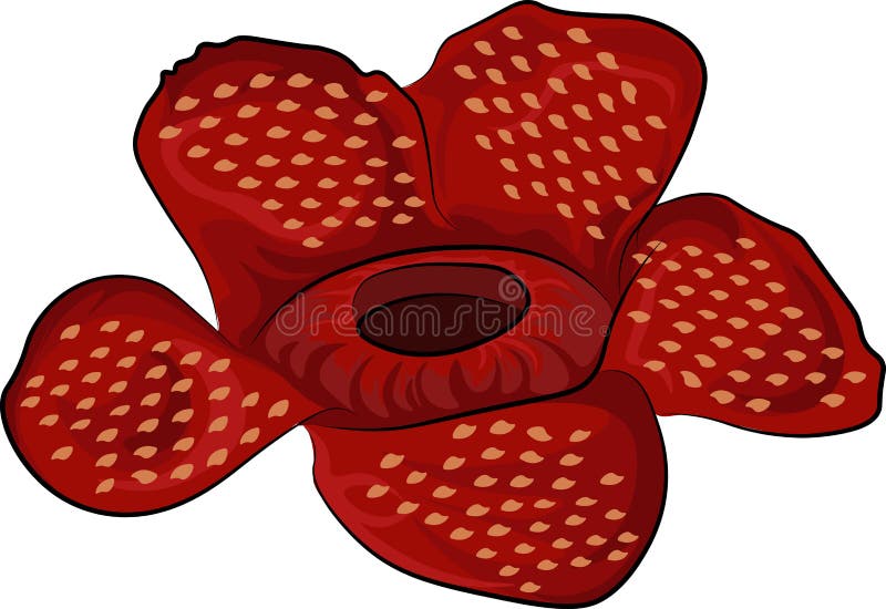 Rafflesia stock image. Image of flower, design, rafflesia - 204975385