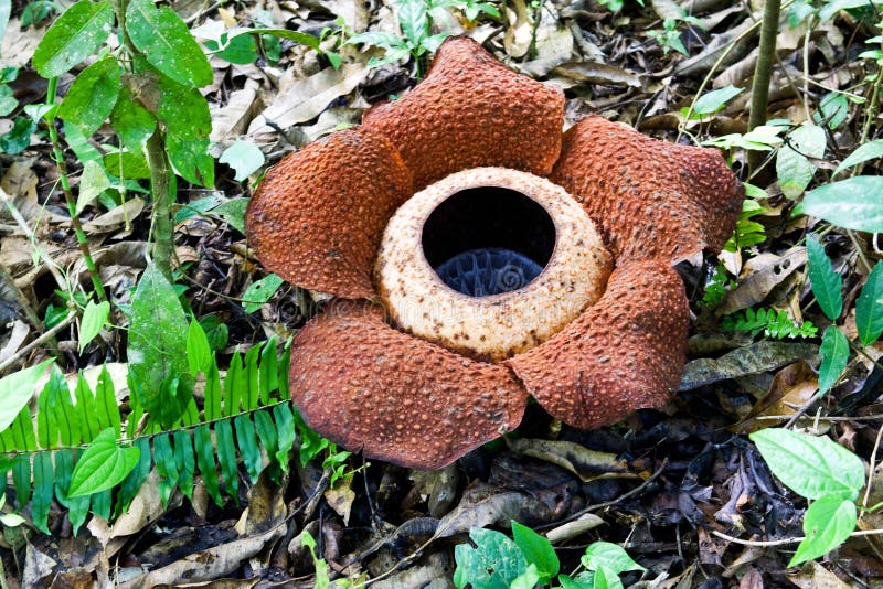 Rafflesia keithii stock photo. Image of huge, borneo - 129025668