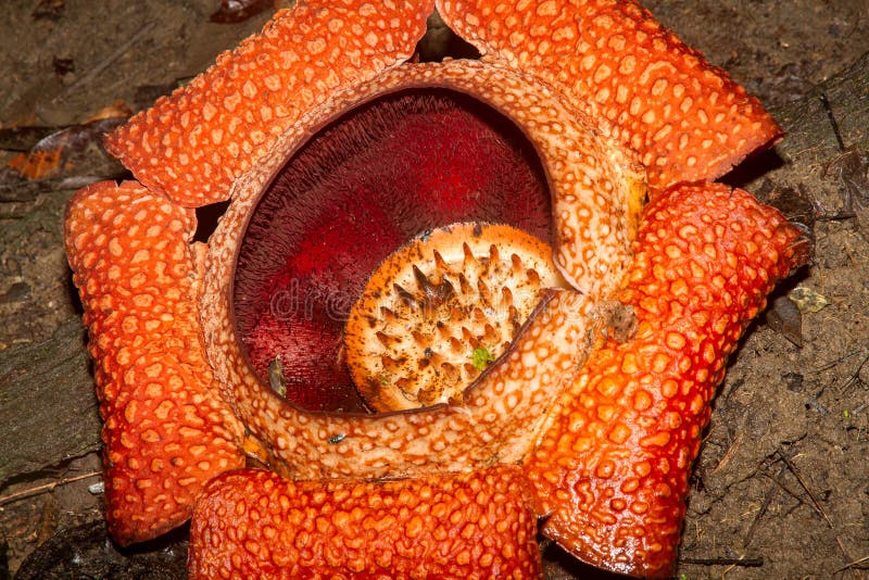 Rafflesia foto de archivo. Imagen de flor, olor, planta - 189168000
