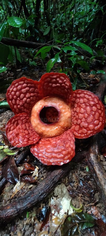 Rafflesia at Peninsular Malaysia Stock Photo - Image of malaysia ...