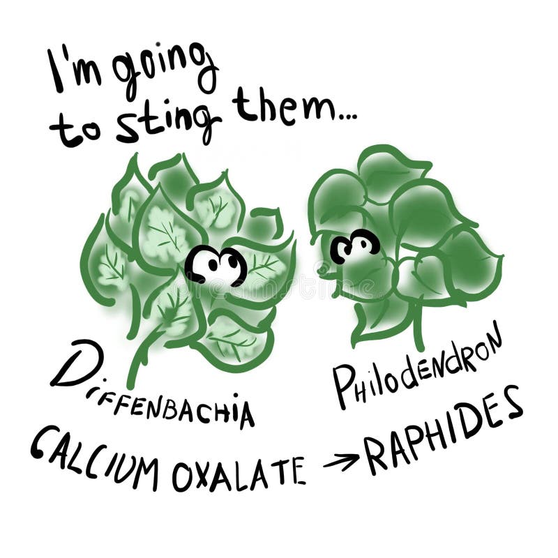 Oxalato Ilustraciones Stock, Vectores, Y Clipart – (71 Ilustraciones Stock)