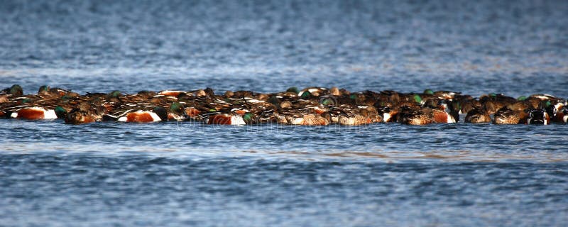 Raft of Ducks stock image. Image of bird, group, colorado - 55999775