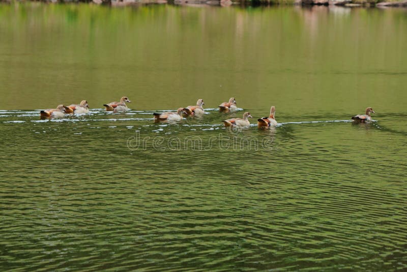 Raft of Mallard Ducks Swimming in the Lake Stock Photo - Image of ...