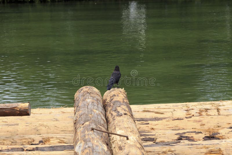 Raft stock photo. Image of float, water, munich, bark - 58447748