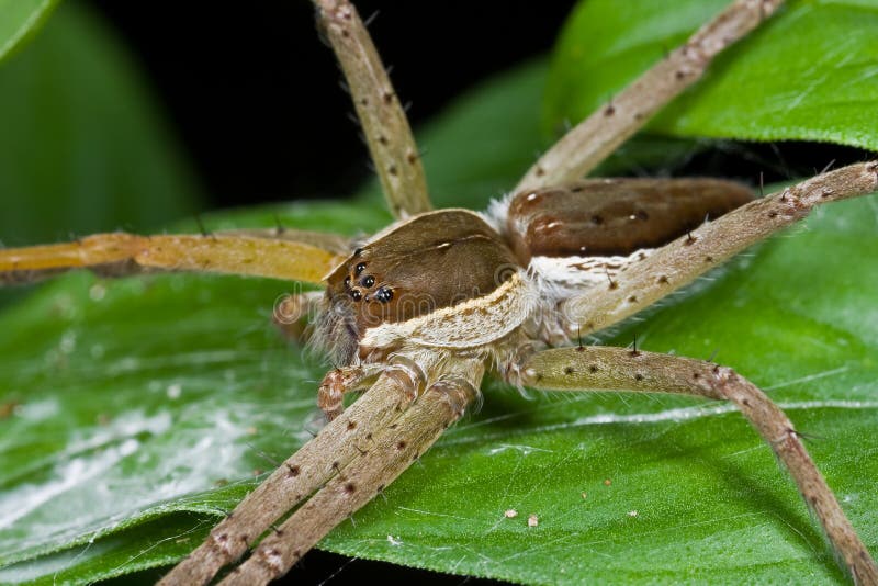 Closeup Image of a Brown Recluse, Loxosceles Reclusa Stock Image ...