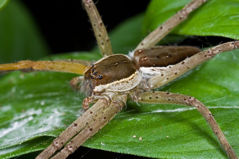 Raft Spider, Dolomedes Fimbriatus Juvenil Stock Image - Image of ...