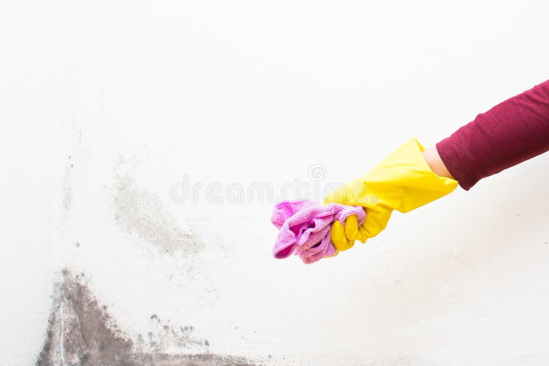 Rag with Bleach To Remove Mold in a Corner of the House Stock Photo ...