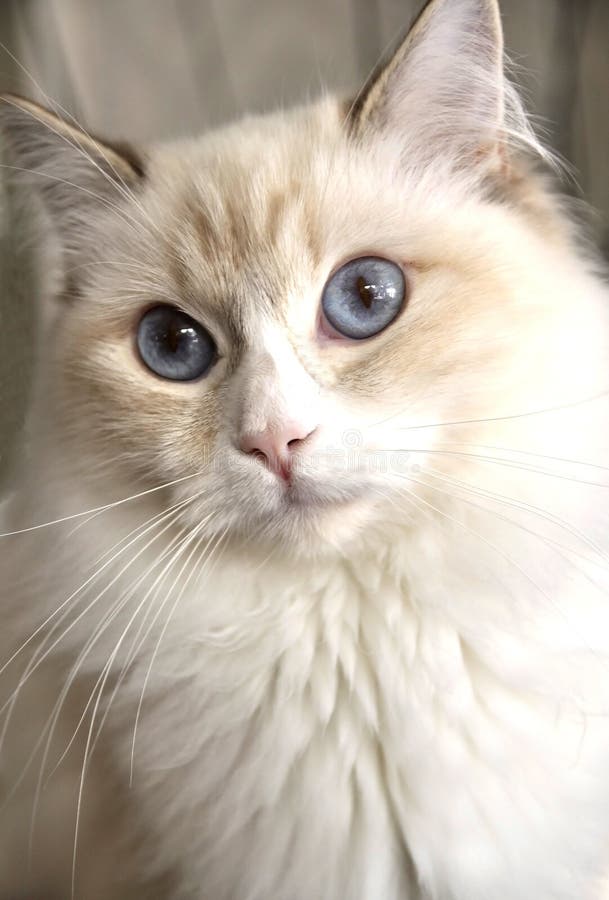 Calico Cat Portrait stock photo. Image of outdoors, feline - 24429450