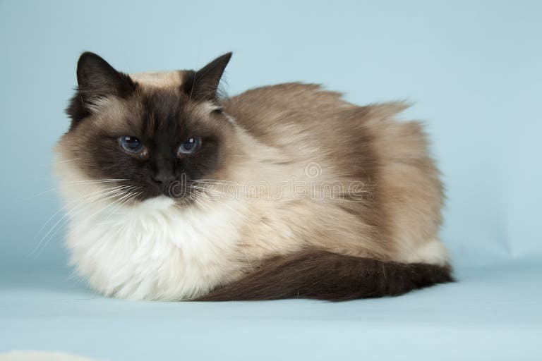 277 Cat Ragdoll Standing Stock Photos - Free & Royalty-Free Stock ...