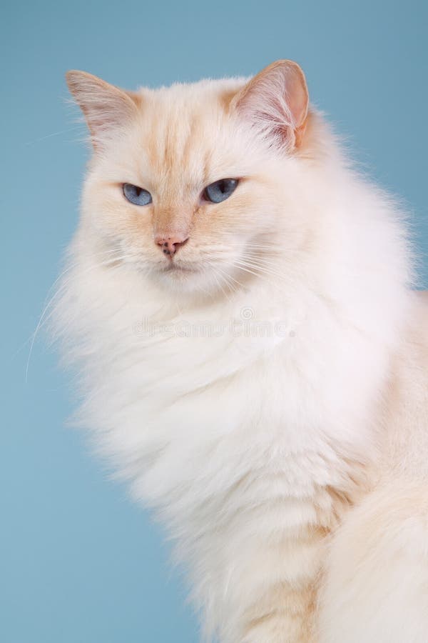 Cream Point Ragdoll Blue Stock Photos - Free & Royalty-Free Stock ...