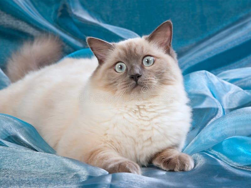 535 Blue Point Seal Ragdoll Cat Stock Photos - Free & Royalty-Free ...