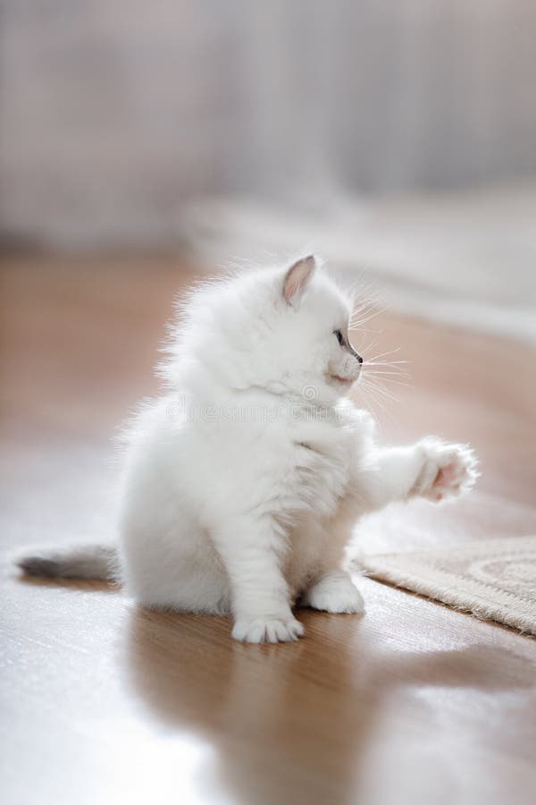 Ragdoll blue point kitten stock photo. Image of eyed - 66623120