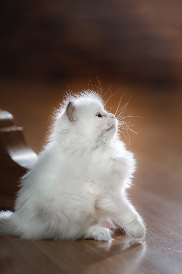 Ragdoll blue point kitten stock image. Image of pedigree - 66623643