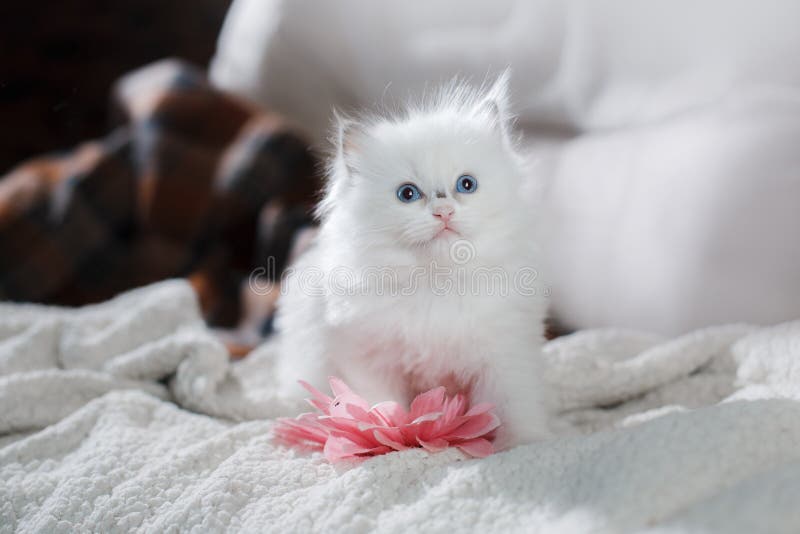 Ragdoll blue point kitten stock photo. Image of background - 66624040