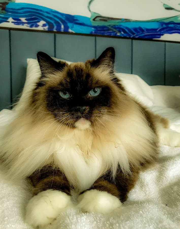 Ragdoll cat stock image. Image of beautiful, paws, blue - 170051873
