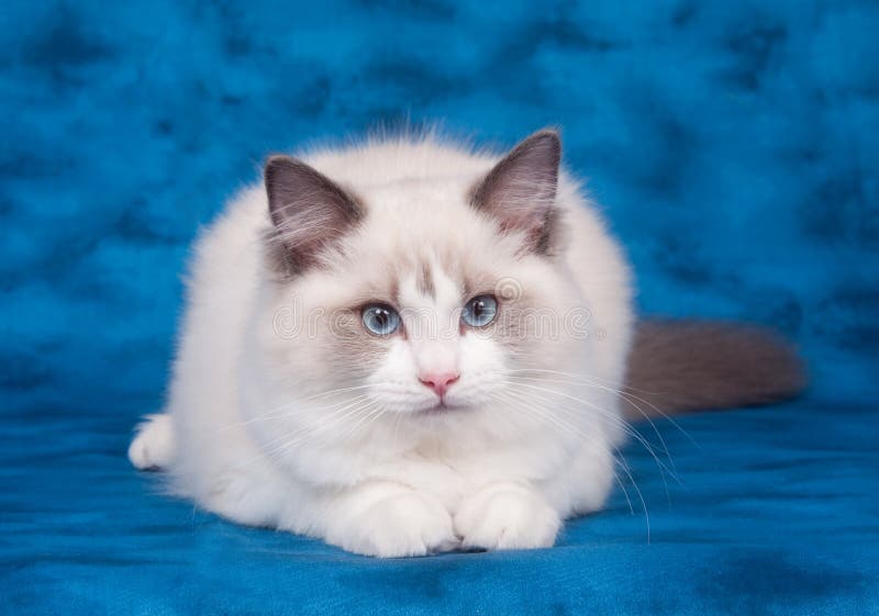 Ragdoll cat on blue stock photo. Image of mammal, cute - 12222306