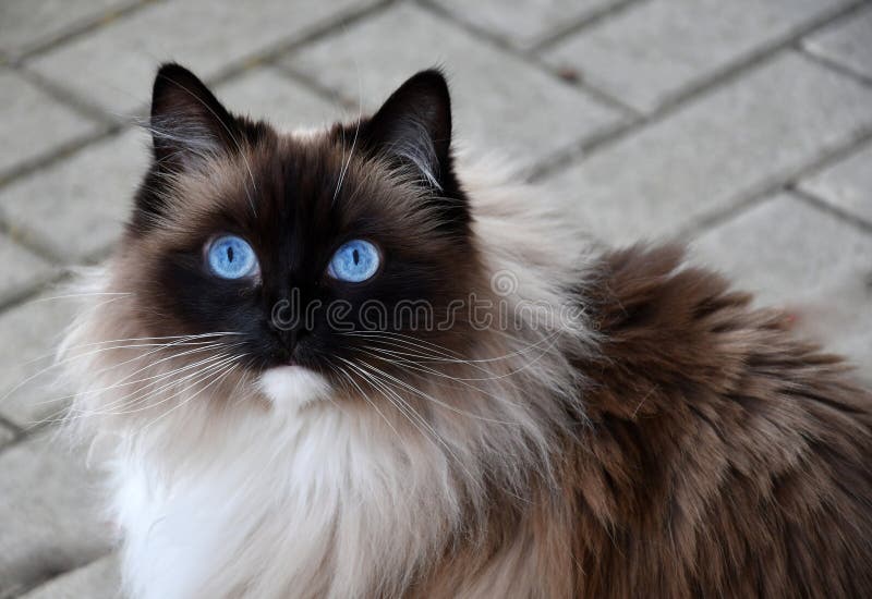 Black Ragdoll Cat Blue Eyes
