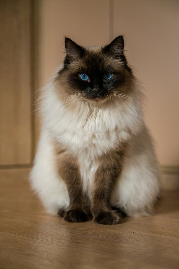 Ragdoll Cat in a Domestic Environment Stock Image - Image of purebred ...