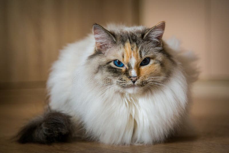 Ragdoll Cat in a Domestic Environment Stock Photo - Image of cute, face ...
