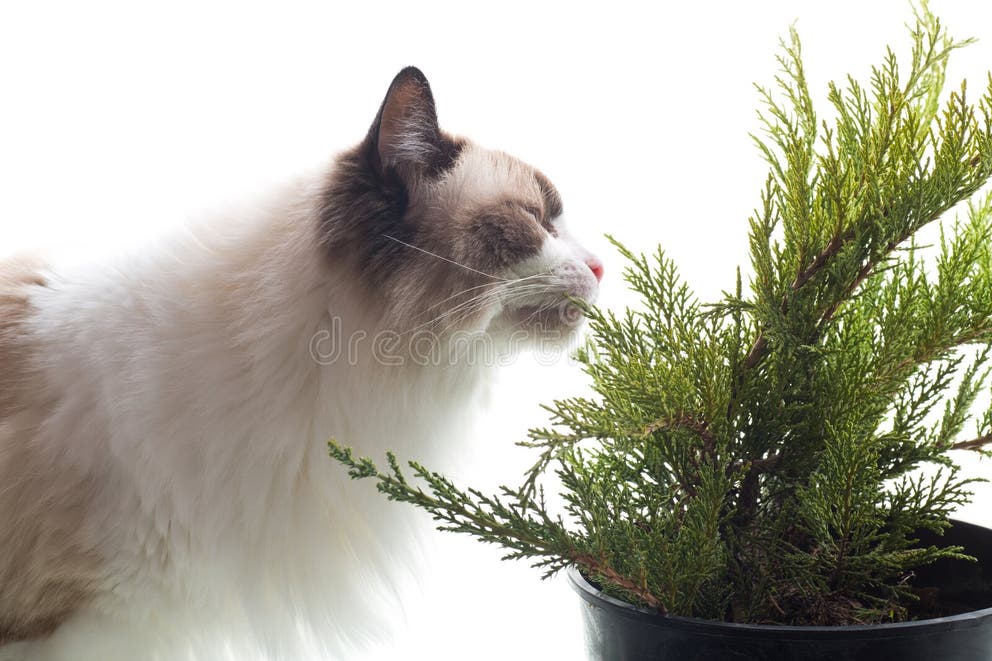 Ragdoll Cat Eating Green Juniper Bush Stock Photo - Image of plant ...