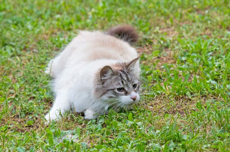 Ragdoll cat in garden stock photo. Image of hunting - 312999960