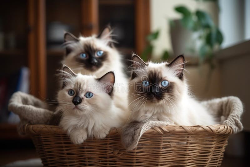 Ragdoll Cat and Its Kitten Sitting in Basket Stock Photo - Image of ...